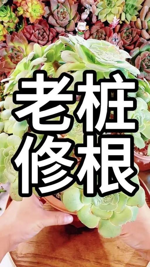 多肉中间有白色的虫卵怎么治疗