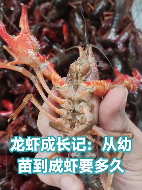 龙虾养成记图标
