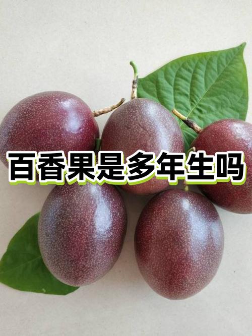百香果果最火的三本书图标