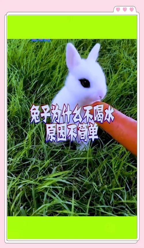 兔子用不用喂水图标