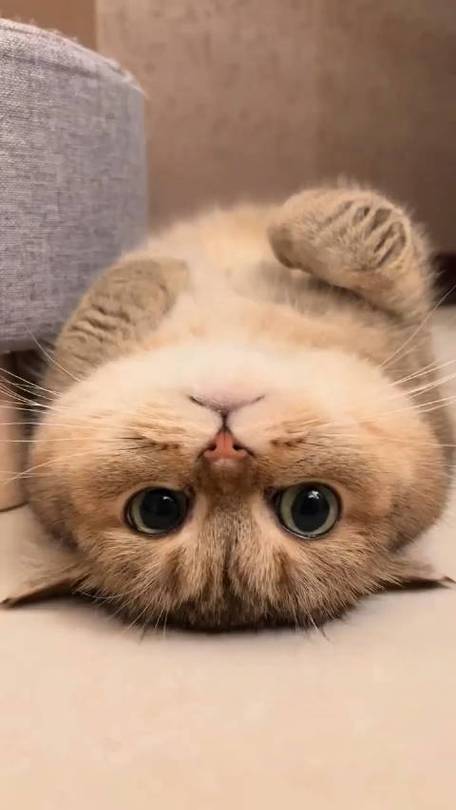 抖音最近很火的猫图图标