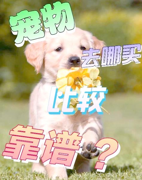 购买宠物的正规渠道截图