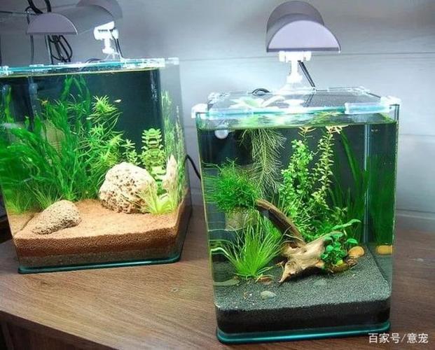 鱼缸绿水加盐后变清截图