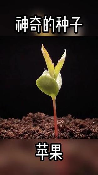 苹果发芽截图