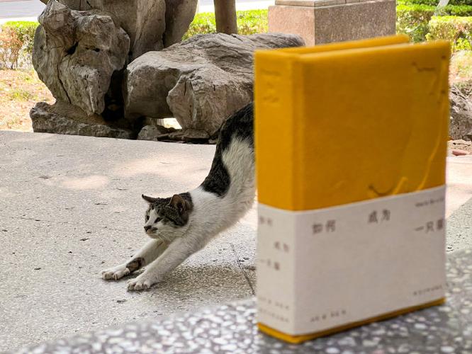 掌上猫小说图标