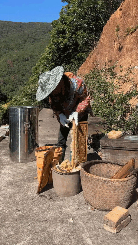 酿蜂蜜视频图标