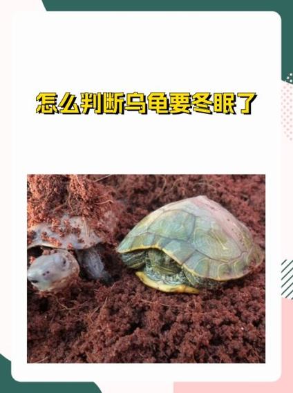 乌龟不见了预示什么
