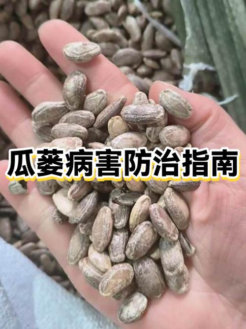 瓜蒌主治什么病截图