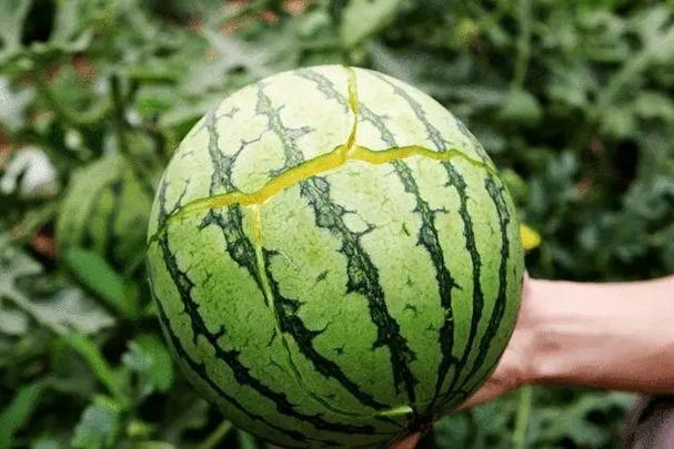 申蜜968西瓜品种介绍图标