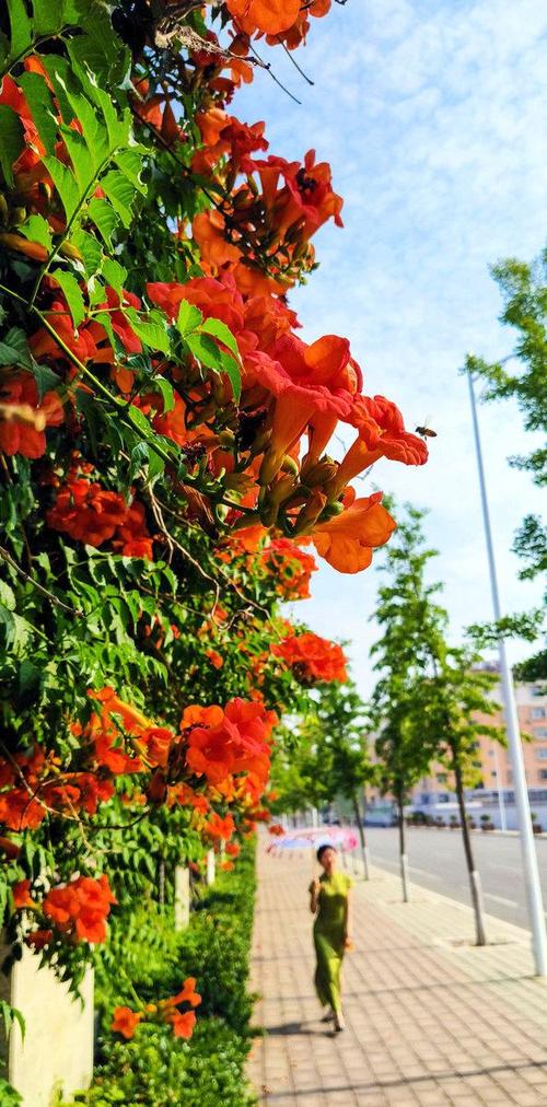 凌霄花图片