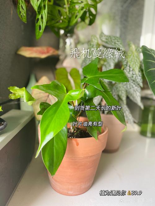 wetool合法吗截图
