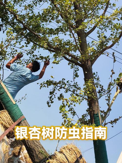 家中栽银杏树的禁忌图标