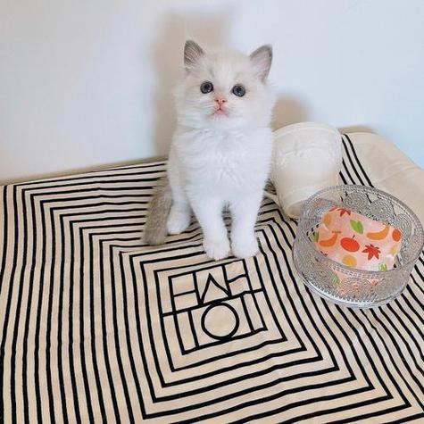 猫咪官方网站2.0图标
