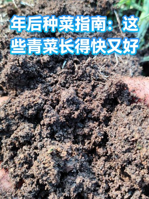 怎样种菜长得快又好图标