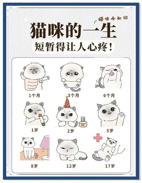展猫猫养成记图标