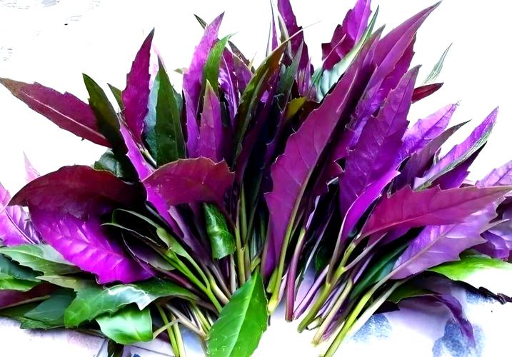 紫色菜叶的青菜截图