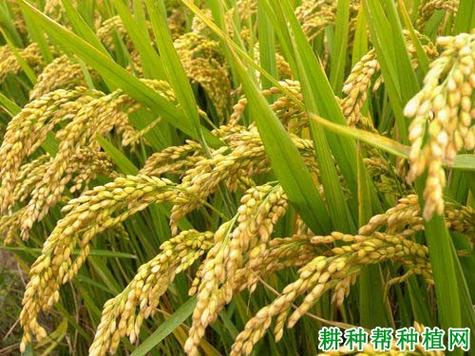 配料粳稻谷好还是水稻好图标