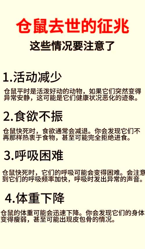 仓鼠老去的征兆图标