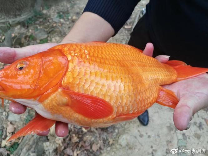 圆圆鲤是骗老人钱吗图标