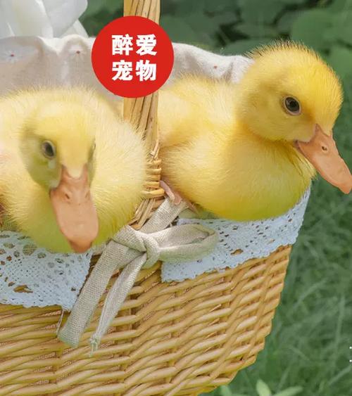 网红小黄鸭叫什么截图