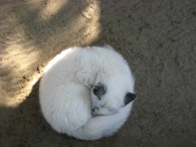 猫咪团子图标
