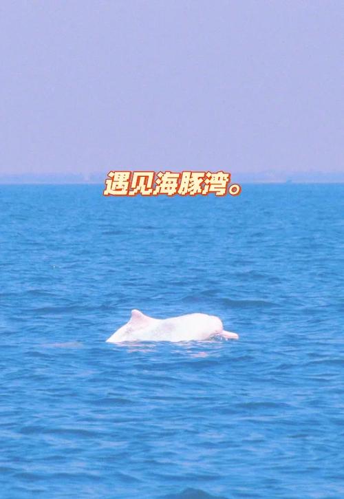 一个海豚是什么标志图标