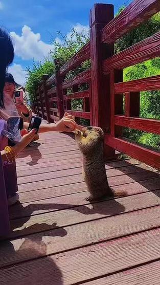 旅行的土拨鼠截图