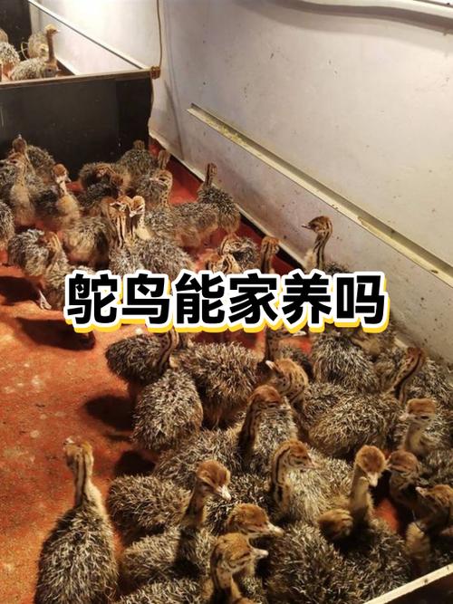 养殖鸵鸟能赚钱吗图标