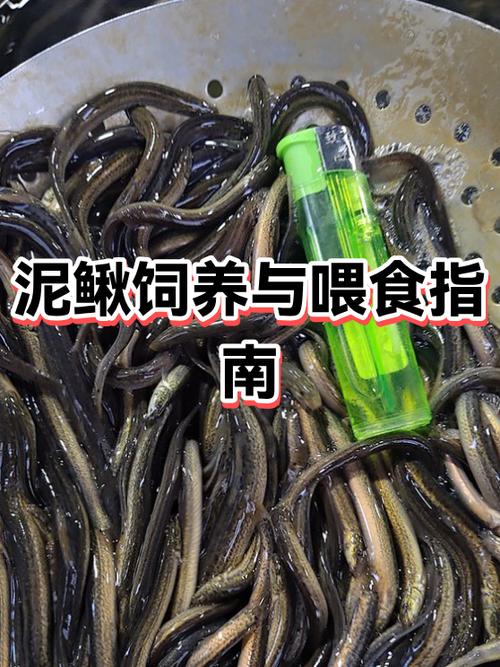 泥鳅放桶里放多少水图标