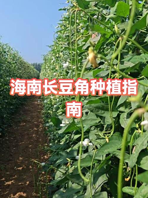 长豆角怎么种植技术视频教程图标