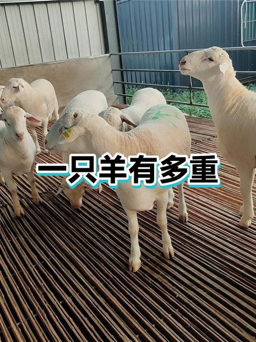 买一只60斤活羊多少钱图标