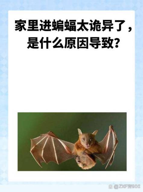 家进蝙蝠多久要出贵子截图