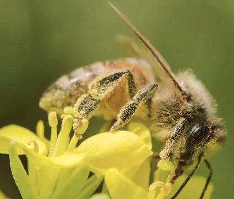 蜜蜂赚钱图标