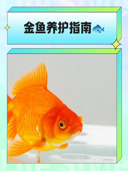 刚买金鱼怎么养活图标