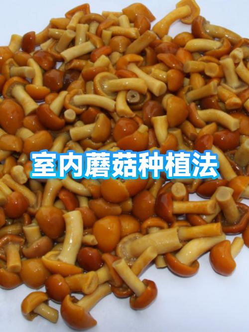 蘑菇自己怎么种植截图