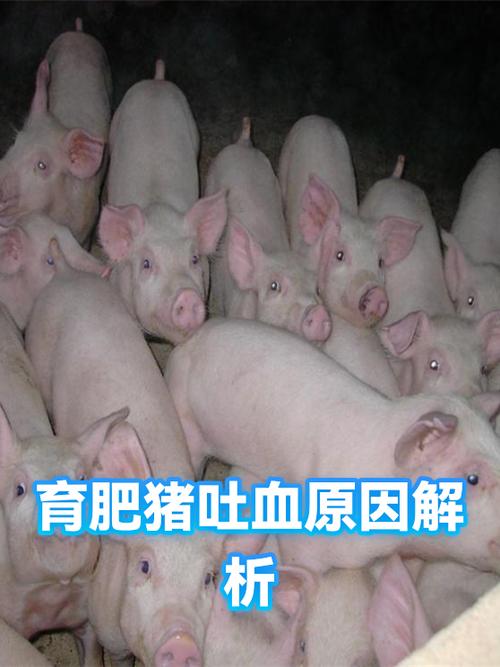 猪吐血突然死亡是什么原因图标