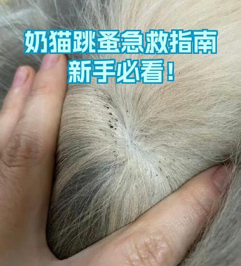 奶猫身上有跳蚤怎么去除掉图标