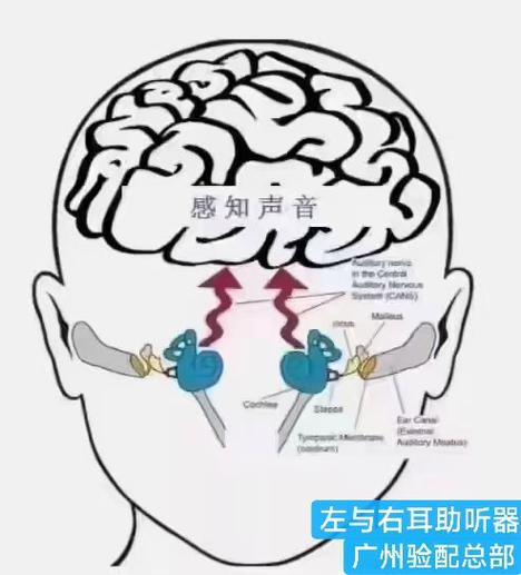 单侧耳朵没知觉截图