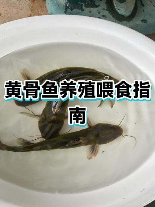黄骨鱼的正确养殖方法截图