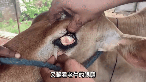 老牛视频图标