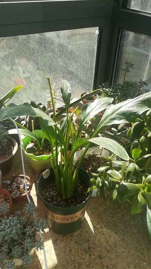 彩马花的花期多久图标