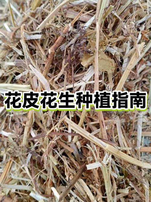 花皮花生图标