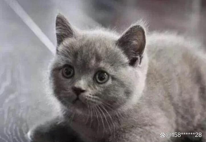 蓝猫寿命一般多少年图标