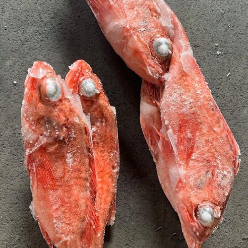 红头鱼是深海鱼吗