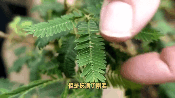 电视剧里面有一个特务叫含羞草