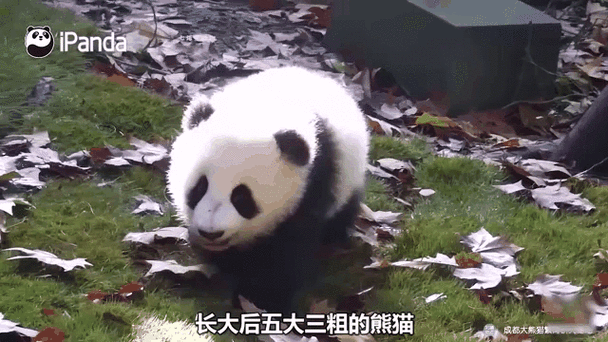 分红熊猫成长条图标