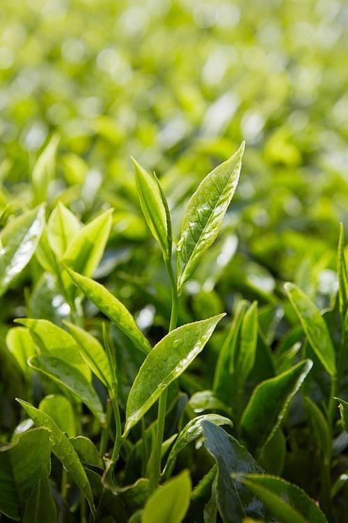 茶叶图标