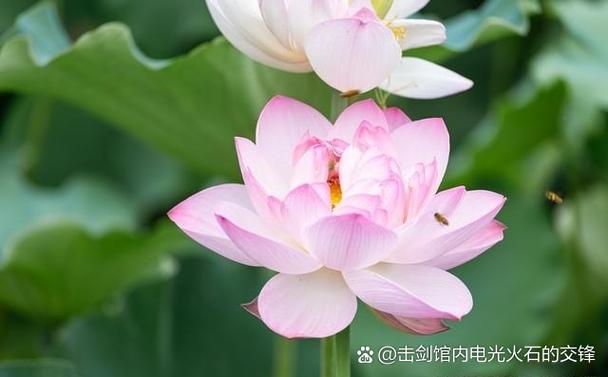 怎样关闭qq消息通知内容图标