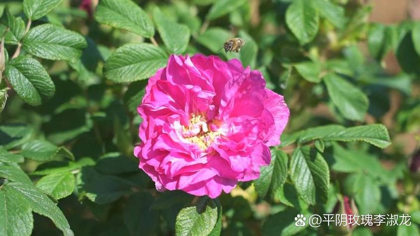 玫瑰花最忌讳三个地方图标