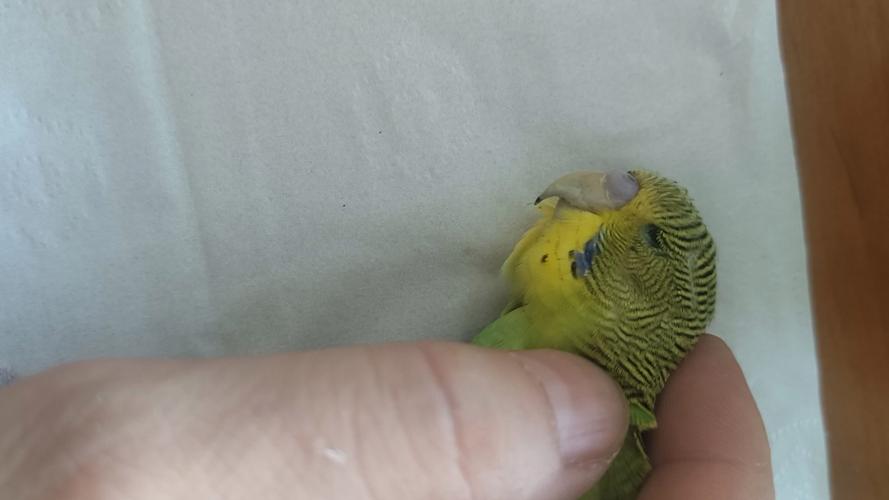 虎皮鹦鹉突然死亡原因图标